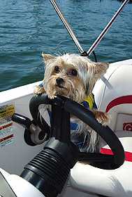 Visitor Photos, Captured Scenes | Collection II